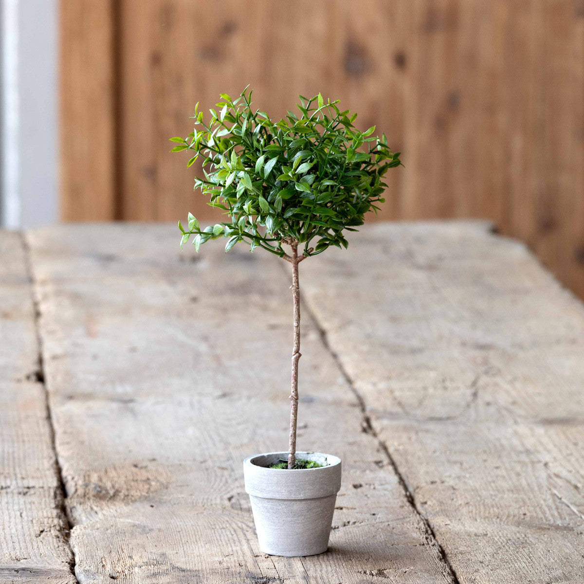Boxwood Topiary Miniature – Hill Home Decor